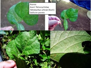 Órdenes de acaros, parainsectos e insectos ametábolos – Biblioteca de ...