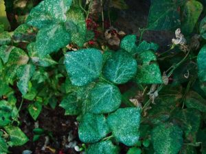 Órdenes de acaros, parainsectos e insectos ametábolos – Biblioteca de ...
